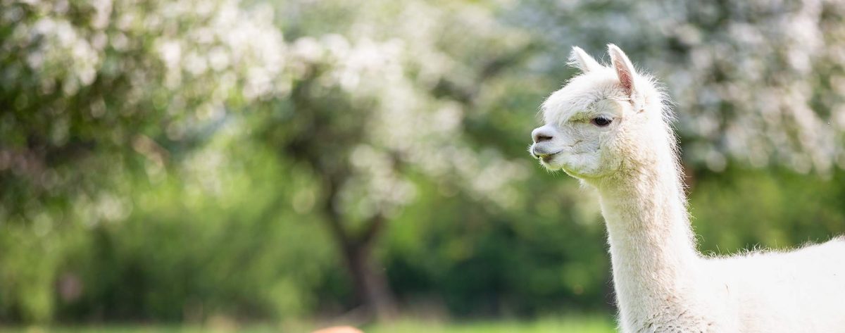 Large Animal Surgery | Mountain Empire Large Animal Hospital